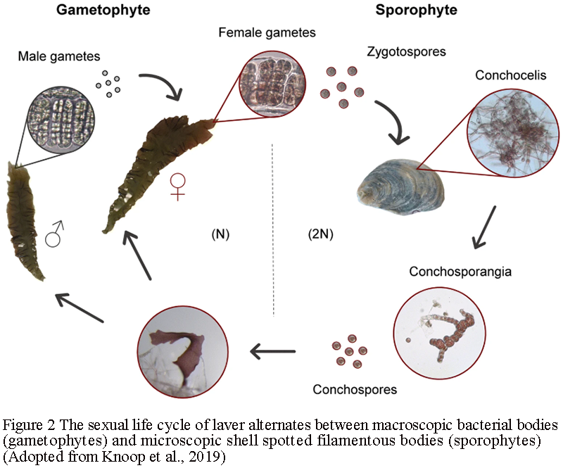 porphyra spp under microscope