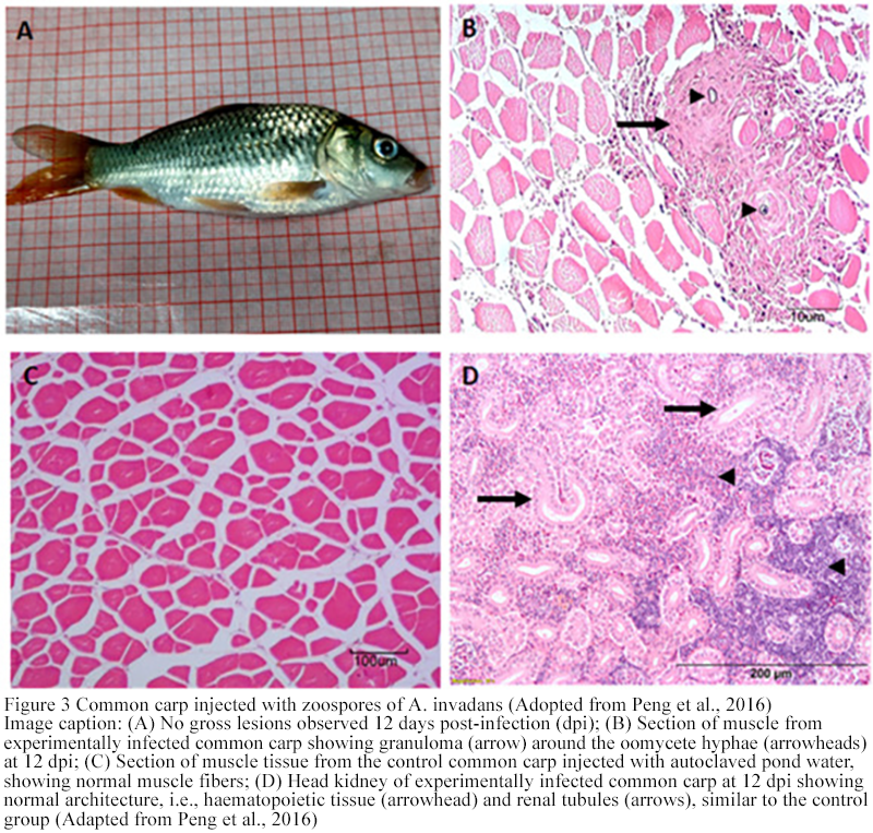 common carp diseases
